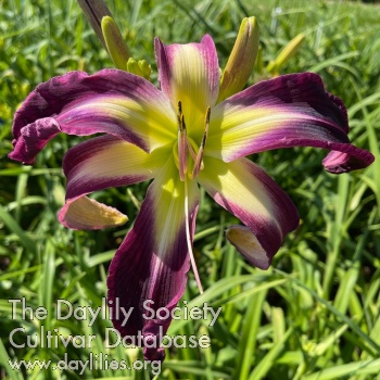 David Chamberlain | Rice Daylilies | Rice Daylilies