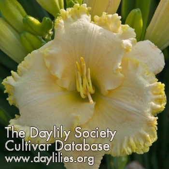 Rice Daylilies - Award-Winning Daylily Breeder in Kentucky