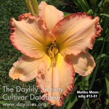 Rice Daylilies - Award-Winning Daylily Breeder in Kentucky