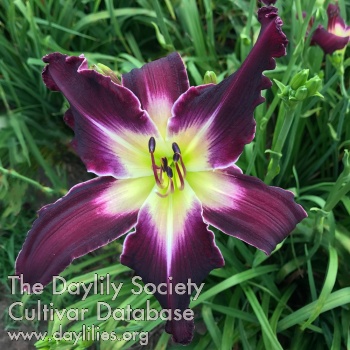 Rice Daylilies - Award-Winning Daylily Breeder in Kentucky