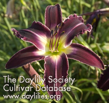 Velvet Handcuffs | Rice Daylilies | Rice Daylilies